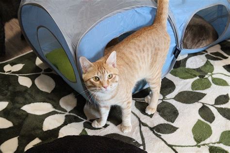 捨て猫に暖かい新しい環境を提供する「保護猫カフェかぎしっぽ」はただの猫カフェじゃない コラム ホームページ制作 大阪