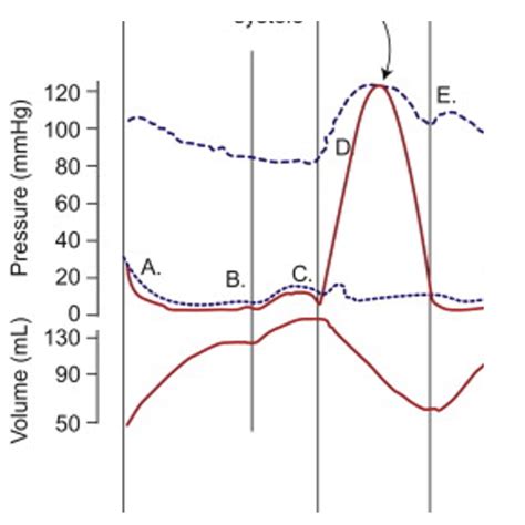 Solved This Diagram Represents Pressure On The Left Side Of Chegg