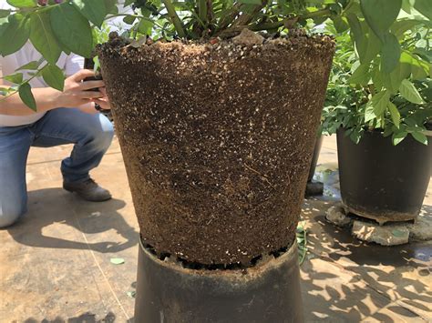 Hydroponic Cultivation Substrate And Containers