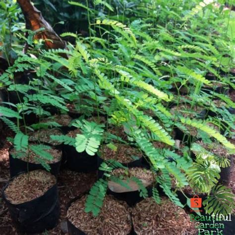 Jual Tanaman Herbal Saga Pohon Saga Tanaman Herbal Indonesia Shopee