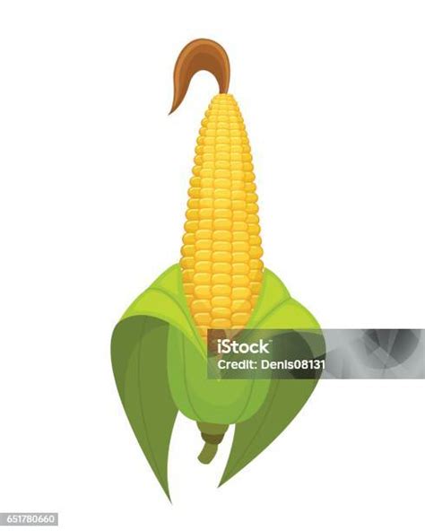 유기 옥수수 흰색 배경에 고립입니다 팝콘 벡터에 대 한 농업 농장 야채입니다 Corncob와 잎 Vegeterian 음식 그림