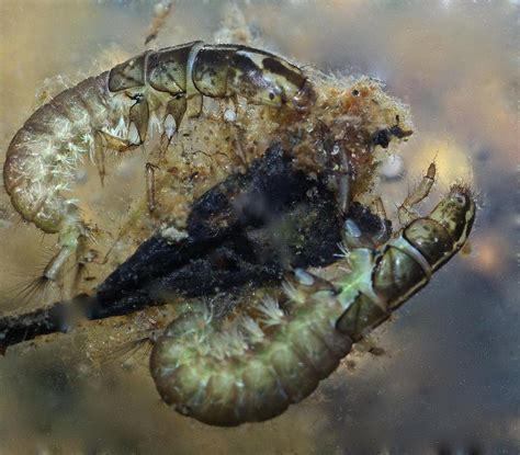 Caddis Nymph Photograph By Richard Majeau Fine Art America