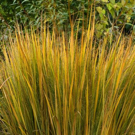 Buy Online Northwind Switch Grass For Your Home And Garden Maya