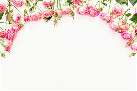흰색 바탕에 분홍색 장미 꽃 프레임에 의하여 이루어져 있다 평면 위치 최고 볼 수 있습니다 0명에 대한 스톡 사진 및 기타