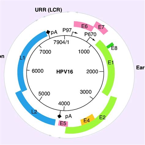 The Hpv Life Cycle In Association With Cancer Progression Hpv Infects