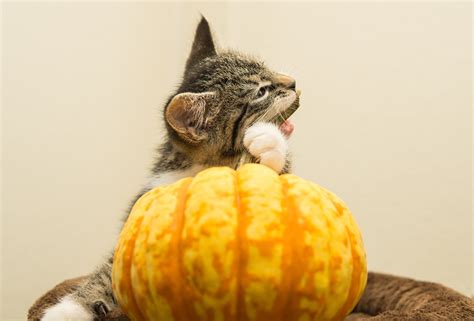 Cat Pumpkin Small Free Photo On Pixabay Pixabay