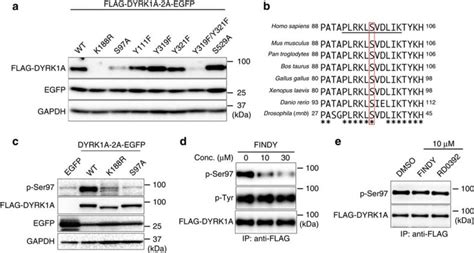 Gapdh Antibody Monoclonal 6c5