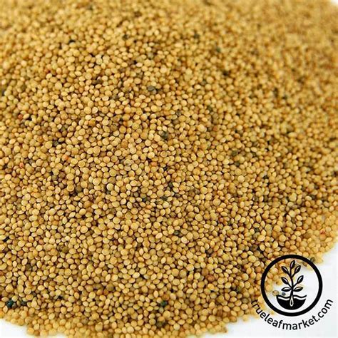 Organic Amaranth Sprouting Seeds Non Gmo Amaranth Sprouts Free Sandh