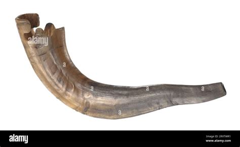 A Shofar A Traditional Jewish Ritual Musical Instrument Carved From A
