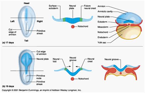 Human Development Human Development Human Anatomy