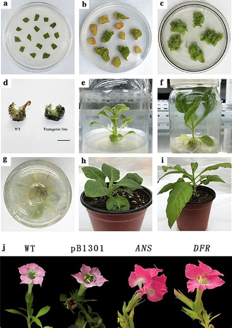 Transgenic Tobacco Plant