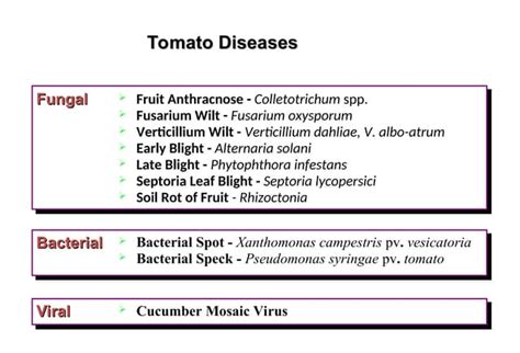 Diseases Of Tomato Pptx Diseases Of Tomato Pptx