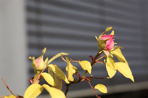 Es Ist Ein Ros Entsprungen Klockerei Blog