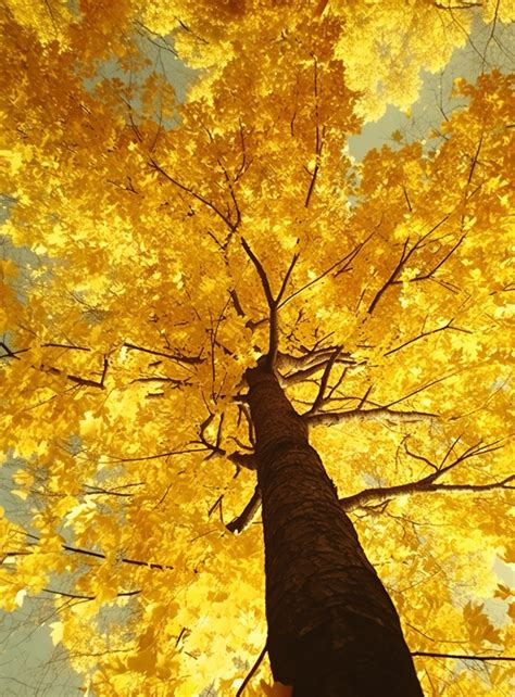 빨간색과 노란색 잎이 많은 나무 배경 배경 화면 및 일러스트 무료 다운로드 Pngtree