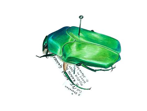 June Bug Drawing At Explore Collection Of June Bug