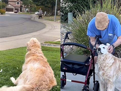 Oameni lăsați cu lacrimi în ochi la vederea Golden Retriever ului care