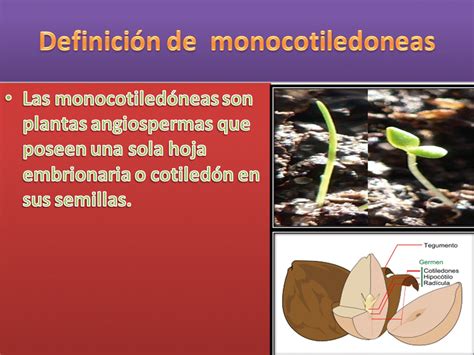 Monocotiledoneas Plantas Monocotiledoneas