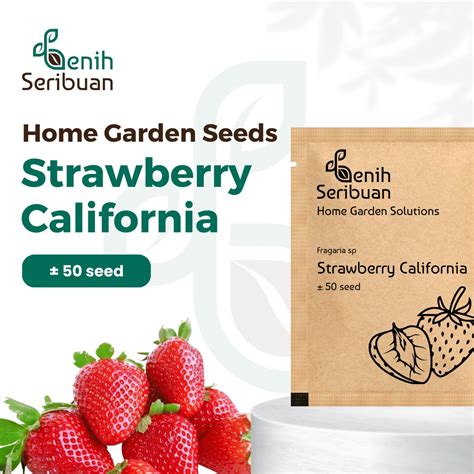 Jual Benih Seribuan Benih Buah Strawberry California Unggul Shopee