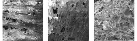 Sem Micrographs Taken From Cross Section For A Collagen Matrix And Download Scientific