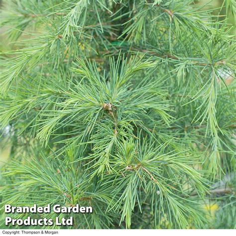 Cedrus Deodara Dobies