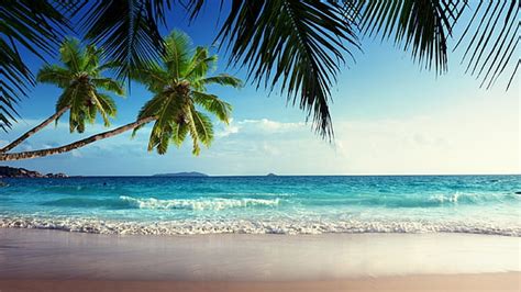 Hd Wallpaper Green Leafed Plants Sea Beach Nature Waves Palm