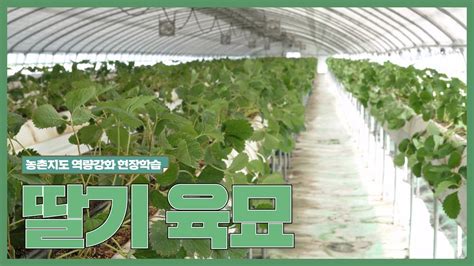 딸기 육묘 과정│역량강화 현장학습 Youtube