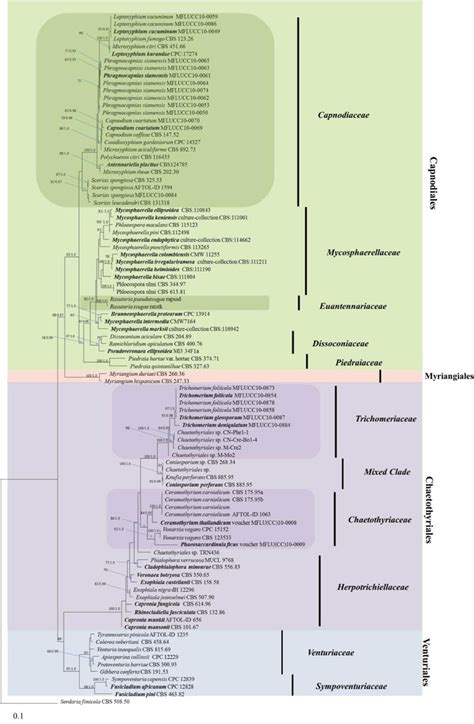 Phylogenetic Relationships Among Sooty Moulds And Related Taxa Most