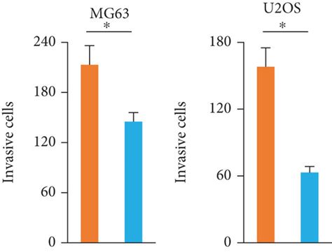Mir 181a 5p Inhibitor Restrains Osteosarcoma Progression In Vitro A