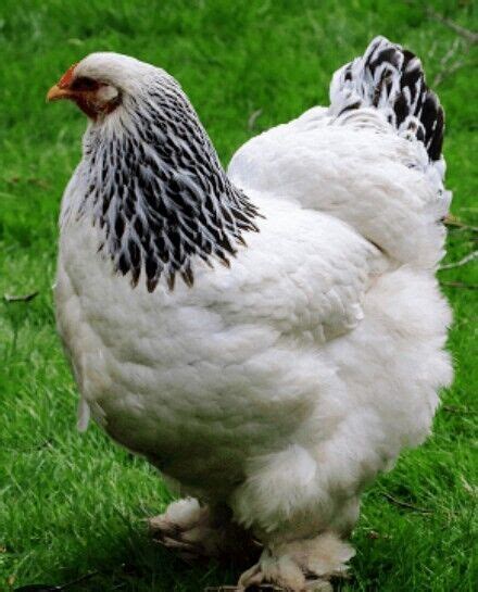 18 Brahma Jersey Giant Cross Hatching Eggs Ebay