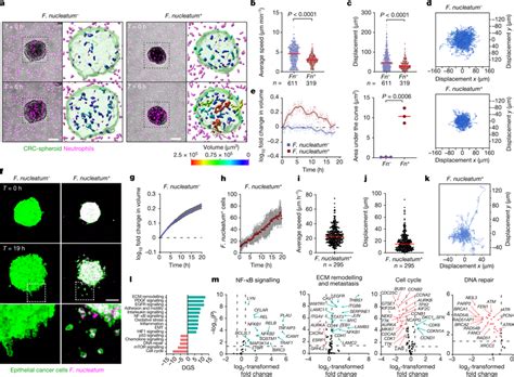 F Nucleatum Induces Neutrophil Swarming And The Migration Of Cancer