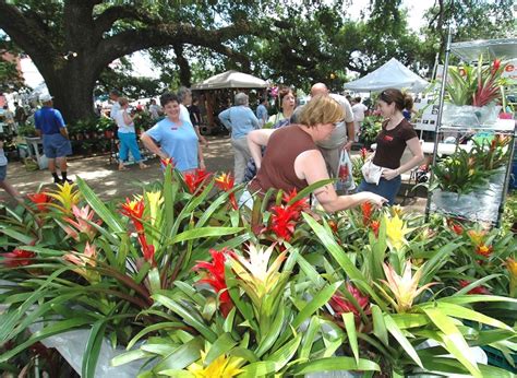 Bromeliad Pups Top Gardening Guide Gardens Nursery