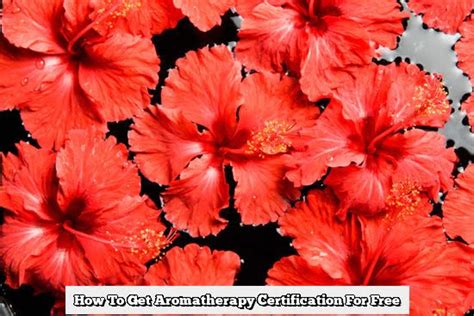 How To Get Aromatherapy Certification For Free Deep Aromatherapy