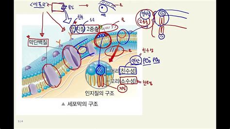 고1 통합과학 Ⅱ 3 생명 시스템 2 세포막의 구조와 선택적 투과성 Youtube