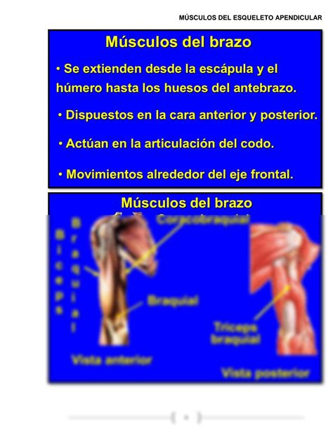 SOLUTION Musculos Del Esqueleto Apendicular Studypool
