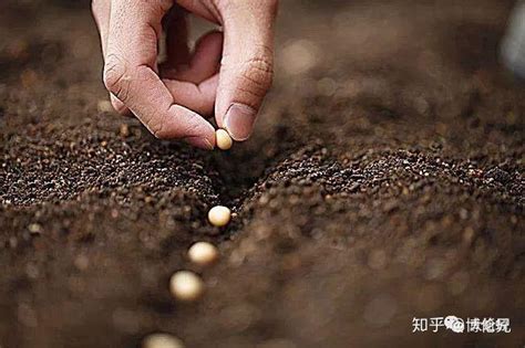 科普 什么是好的土壤？ 知乎