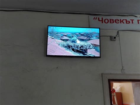 Животът в едно щъркелово гнездо ОУ Гео Милев с Белозем