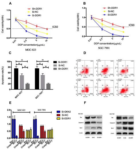 Inhibition Of DDR1 Expression On Cisplatin Sensitivity Of Cells A And Download Scientific