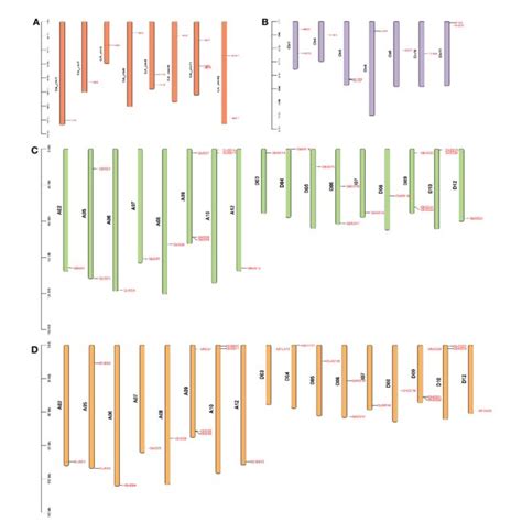Chromosomal Locations Of Ss Genes In G Arboreum G Raimondii G