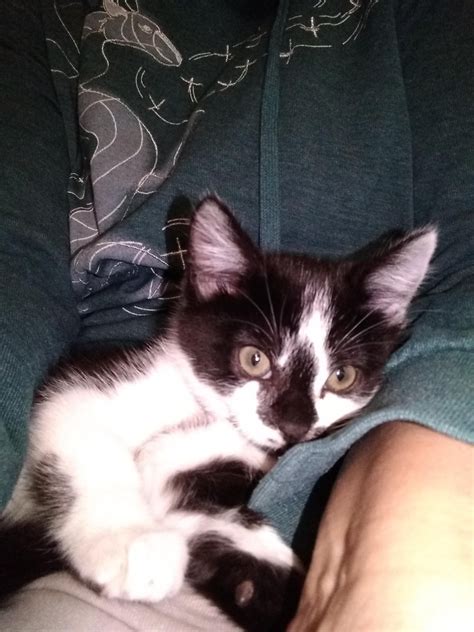 Our Sweet New Tuxie Kitten Kiki 😺 R Tuxedocats
