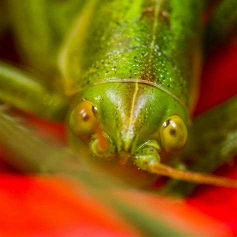 The Time A Grasshopper Tried To Kill Me