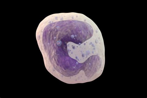 Basophils Normal Levels And What Causes High Or Low Results Tua Saúde