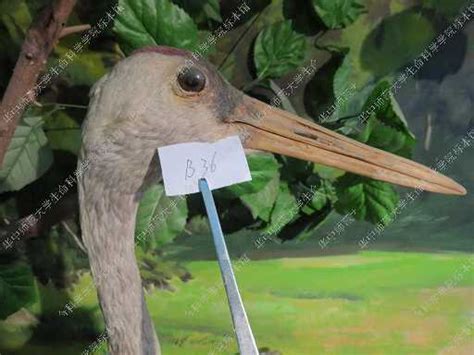 Grus Japonensis