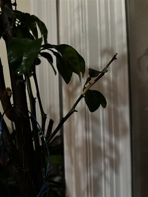 Need Help Identifying R Whatsthisplant