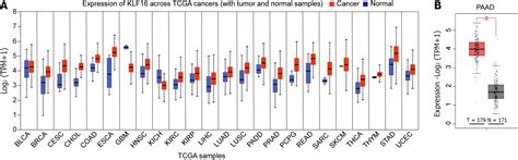 Klf16 Promotes Pancreatic Adenocarcinoma Cell Proliferation And