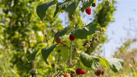 How Big Do Raspberry Bushes Get Gardening Dream
