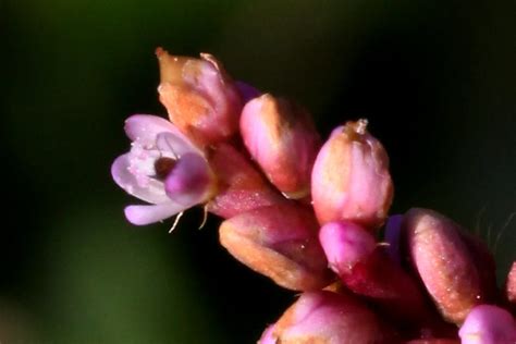 イヌタデ 夏から秋ピンクの花とお菓子みたいな実をつける野草 きたむらいふ