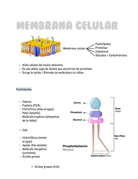Membrana Celular Yasmin Say Udocz