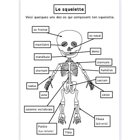 Squelette Descriptif Et Exercices