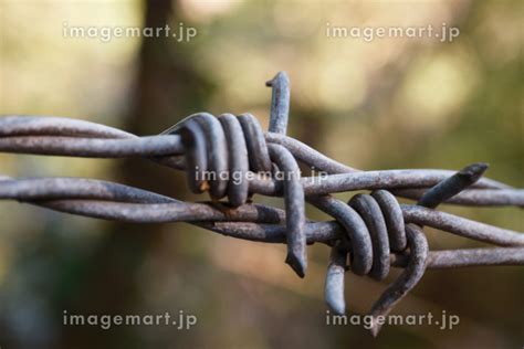 痛そうな有刺鉄線のアップの写真素材 206212361 イメージマート