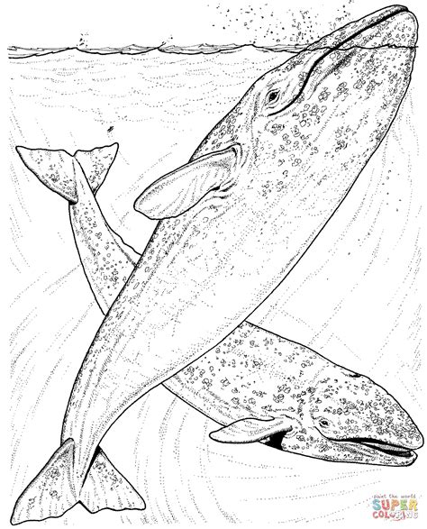 Coloriage Baleines grises Coloriages à imprimer gratuits
